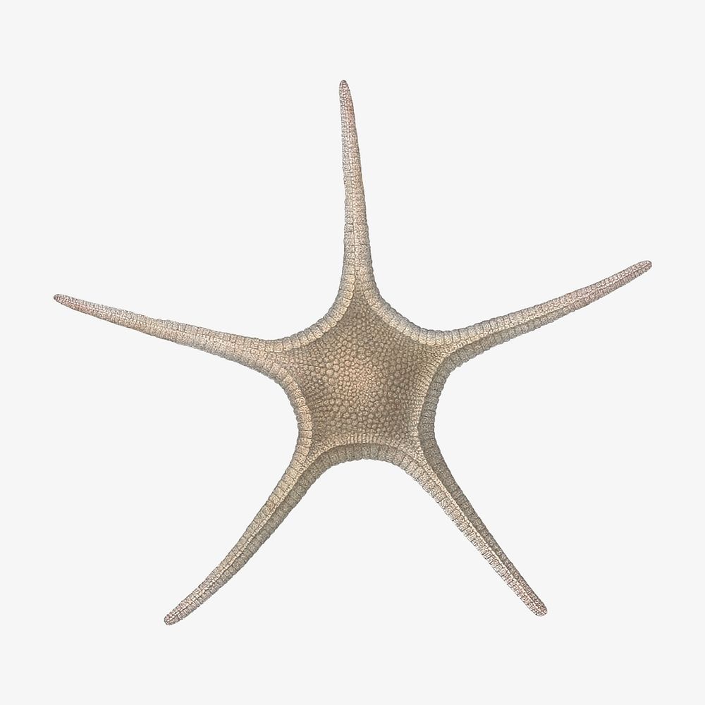 Starfish vintage illustration | Premium Photo - rawpixel
