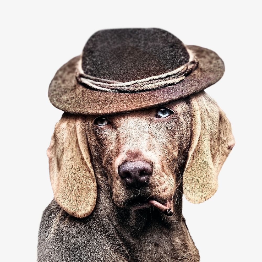 Classy dog, isolated design | Free Photo - rawpixel