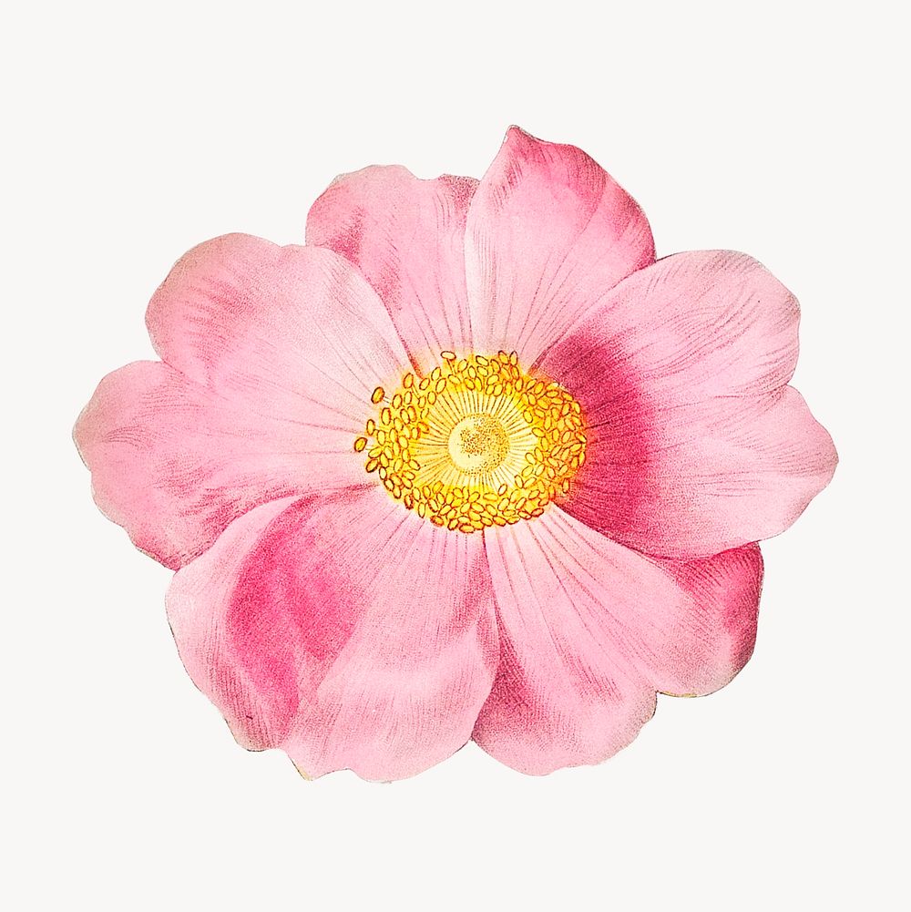 Single-flowered cabbage rose image element | Free Photo - rawpixel