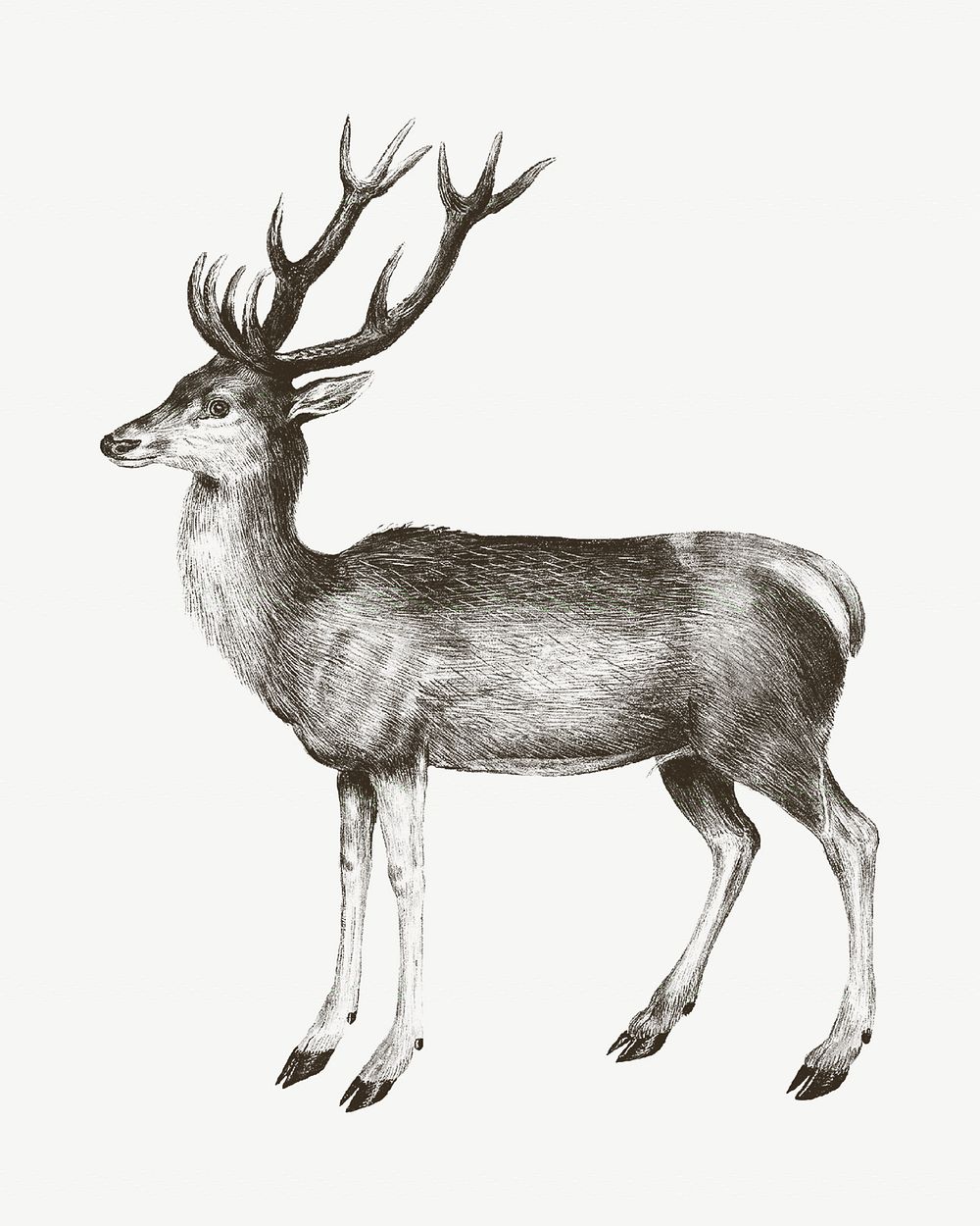 Deer vintage illustration, animal drawing | Premium PSD - rawpixel