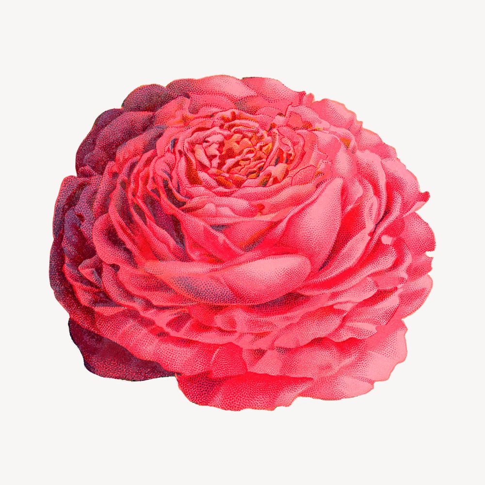 Pink rose vintage flower collage | Premium PSD - rawpixel