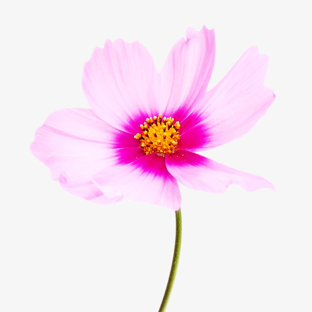 Simple pink flower image | Free Photo - rawpixel