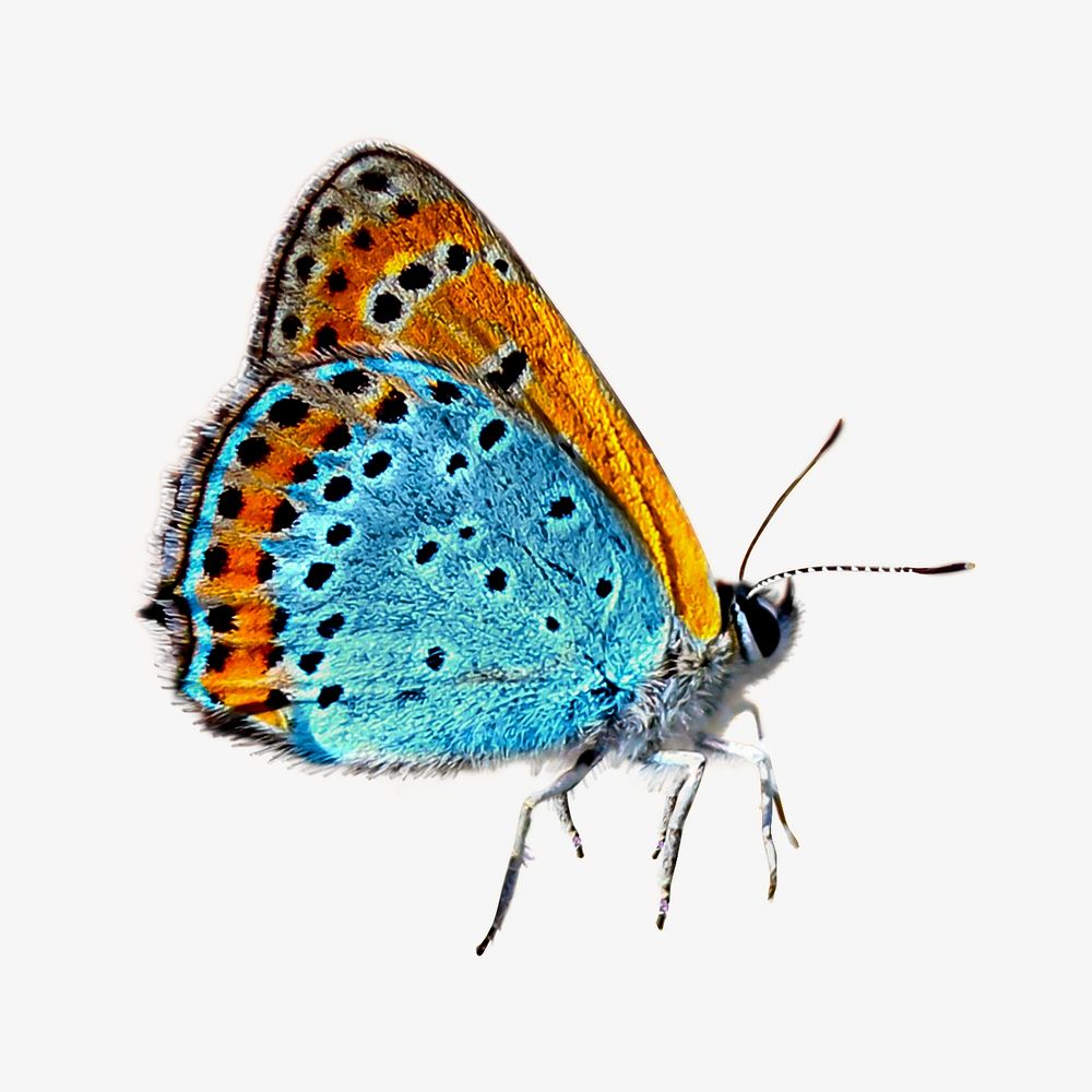 Beautiful blue butterfly isolated image | Free Photo - rawpixel