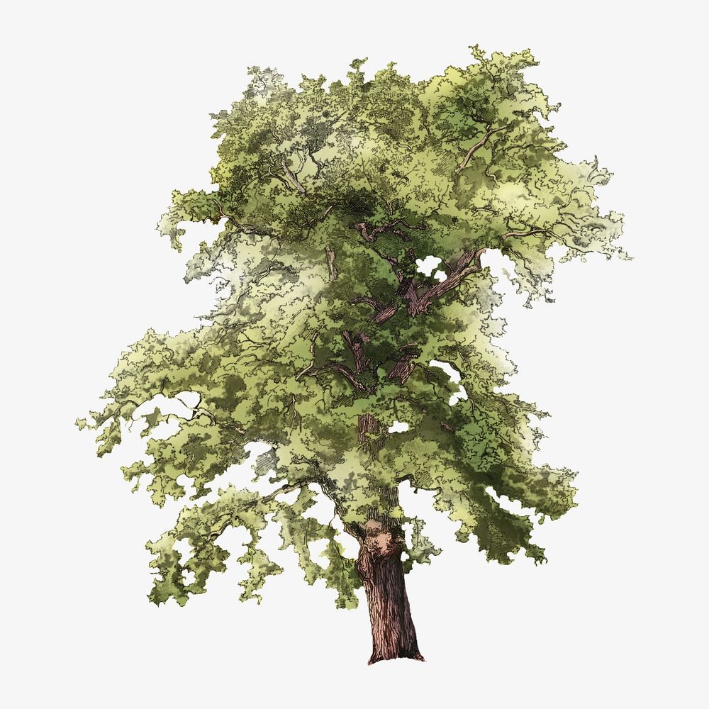 Vintage oak tree illustration isolated | Premium Photo Illustration ...