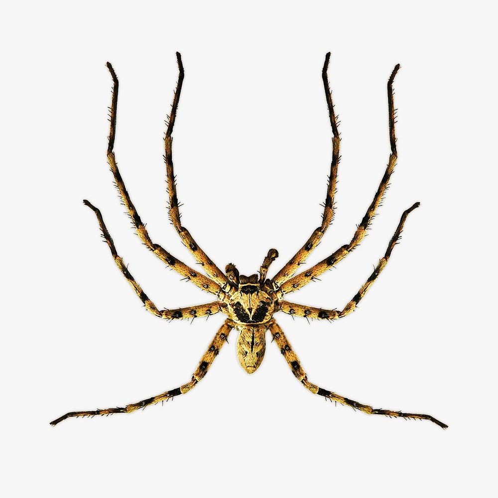 Huntsman spider isolated image white | Free Photo - rawpixel