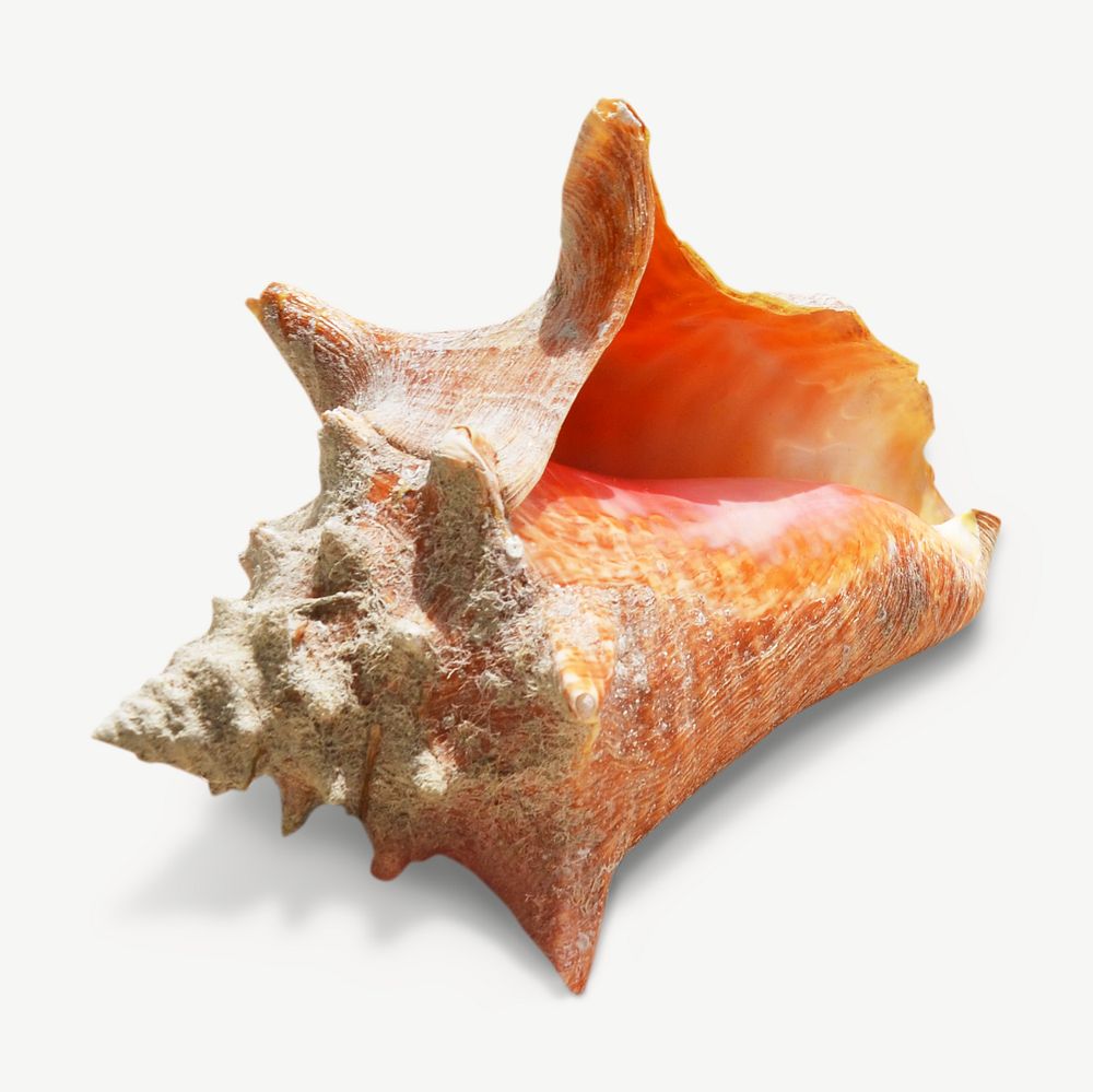 Conch shell image graphic psd | Premium PSD - rawpixel