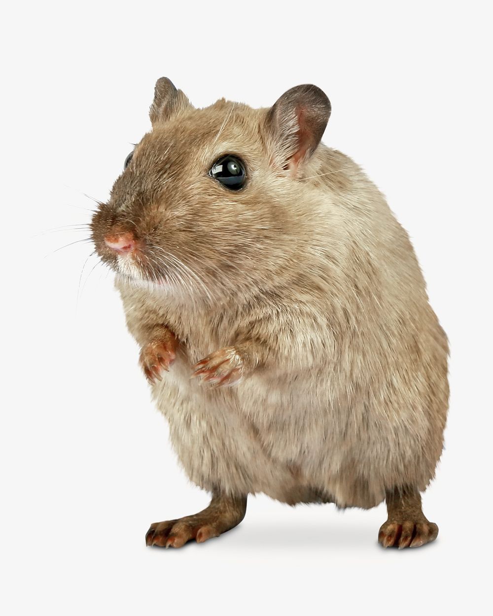Hamster pet Isolated image | Free Photo - rawpixel