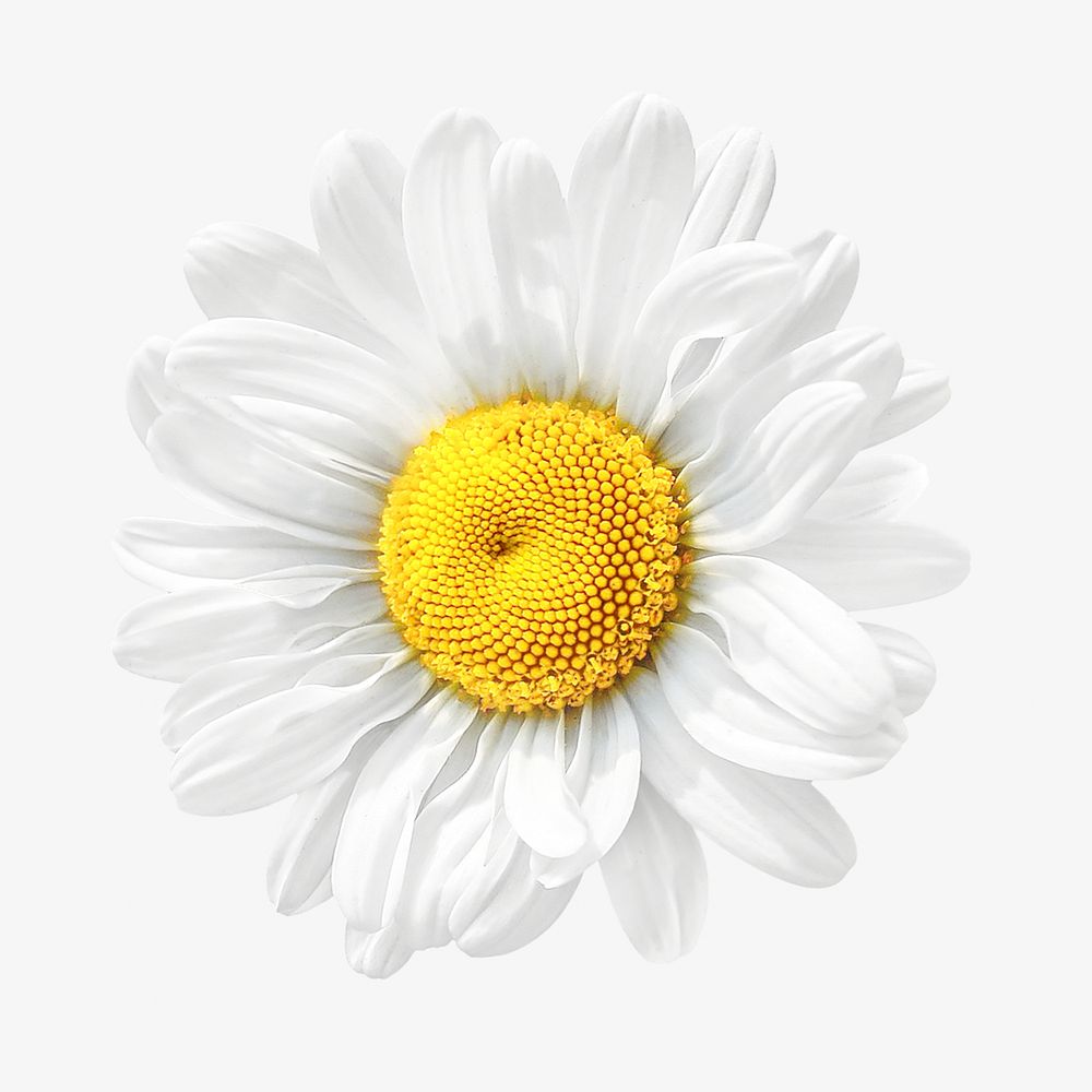 White daisy flower collage element | Free Photo - rawpixel