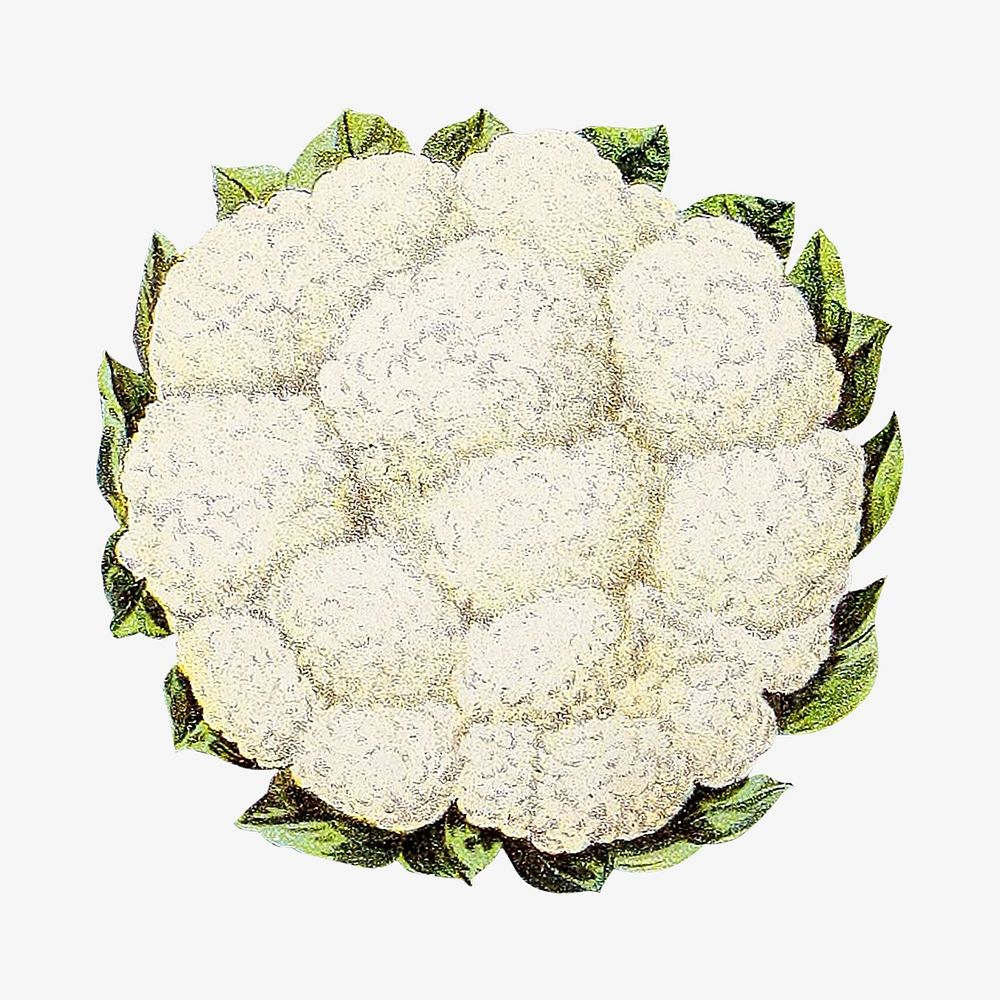 Vintage cauliflower chromolithograph collage element. | Premium Photo ...