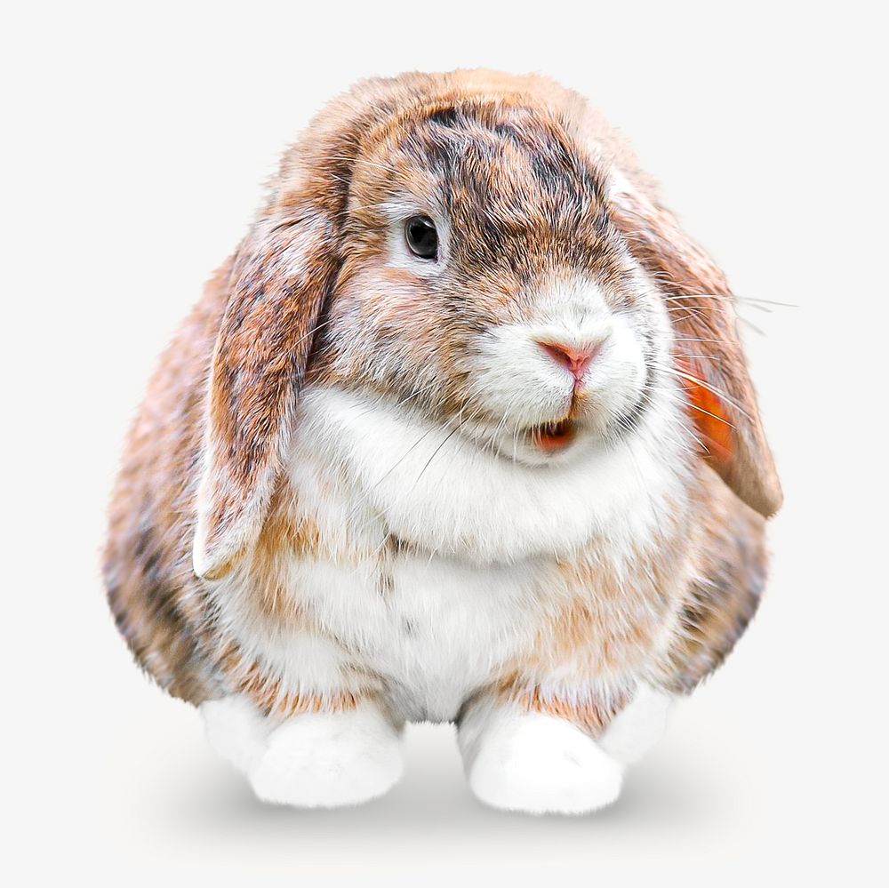 Cute rabbit Isolated image | Free Photo - rawpixel