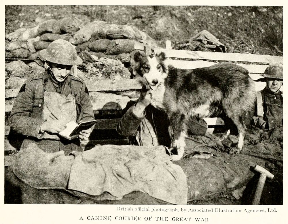 Canine Courier Great War book | Free Photo Illustration - rawpixel