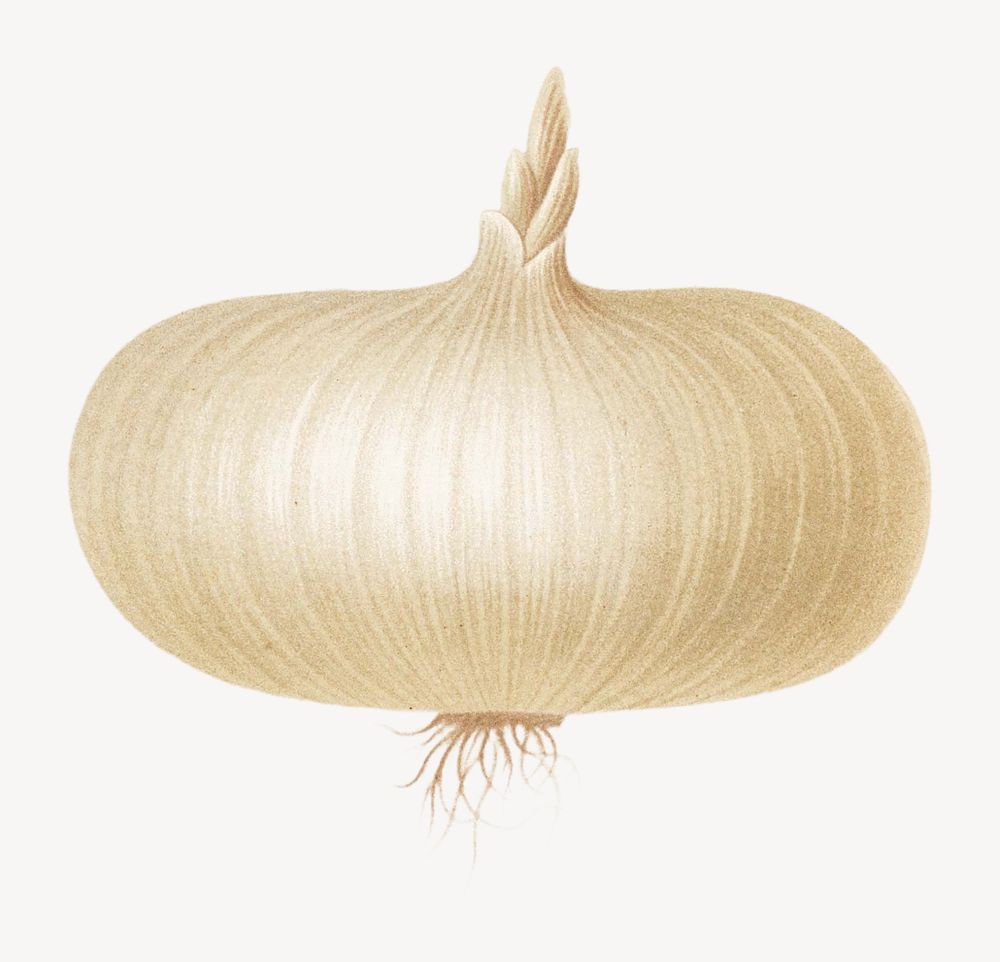 Vintage onion botanical illustration isolated | Free Photo Illustration ...