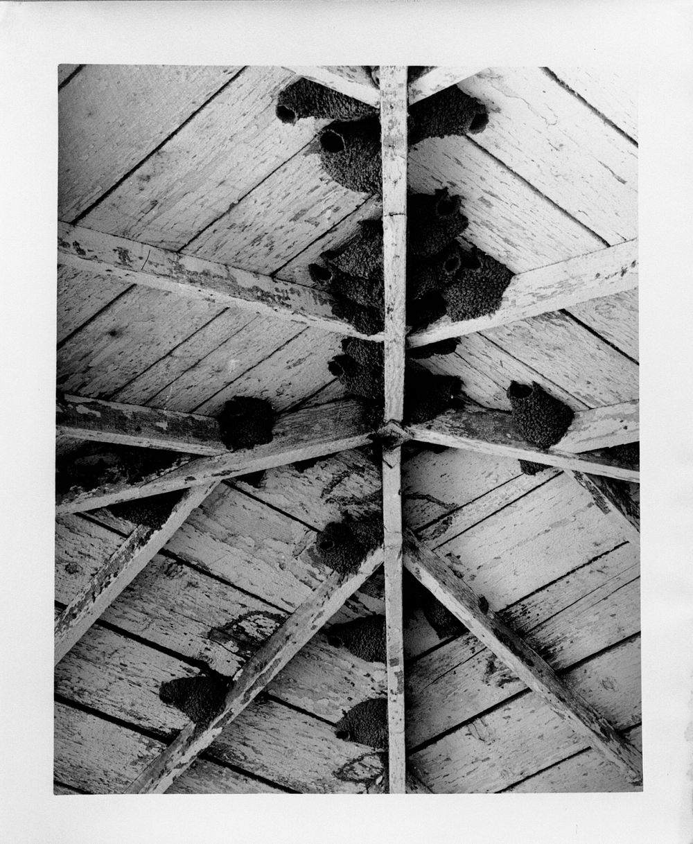 Ceiling Wasps (c. 1930s) Emil | Free Photo - rawpixel