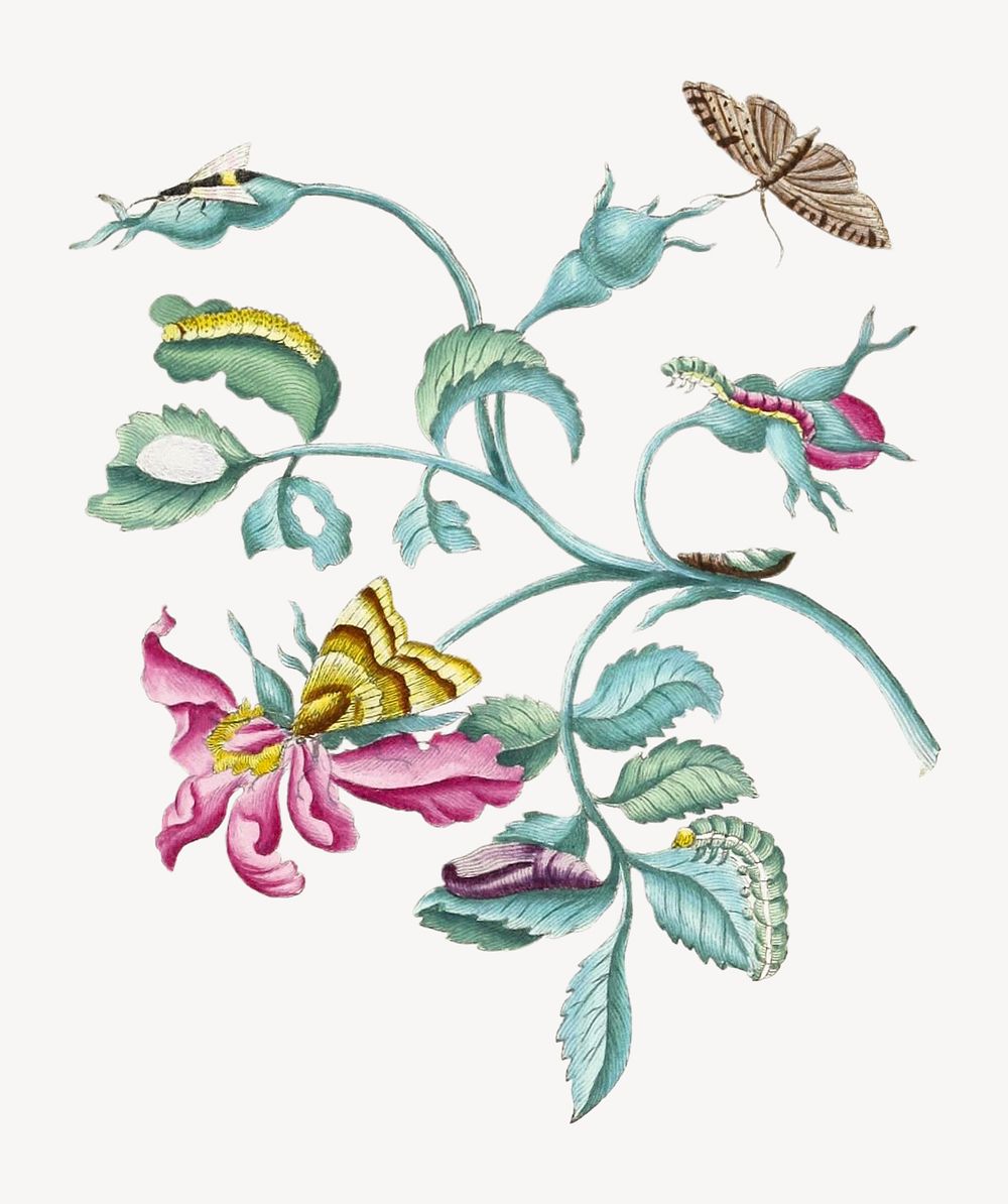 Caterpillars, butterflies and flowers illustration | Free PSD - rawpixel