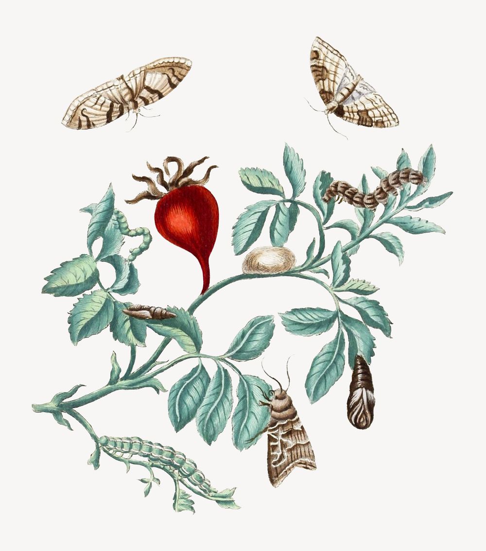 Caterpillars, butterflies and flowers illustration | Free PSD - rawpixel