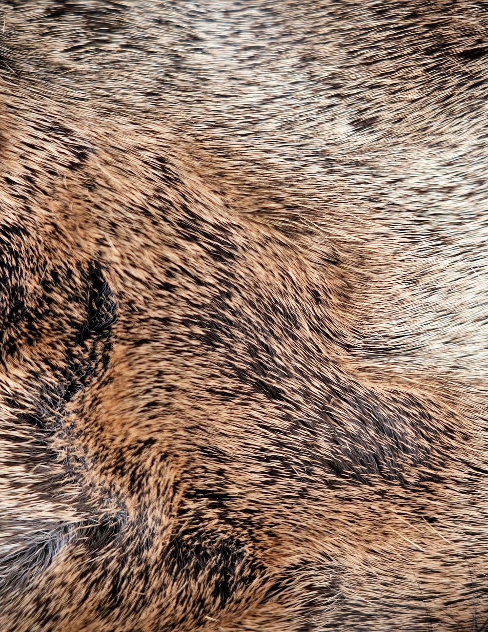 Brown animal fur texture, close | Free Photo - rawpixel