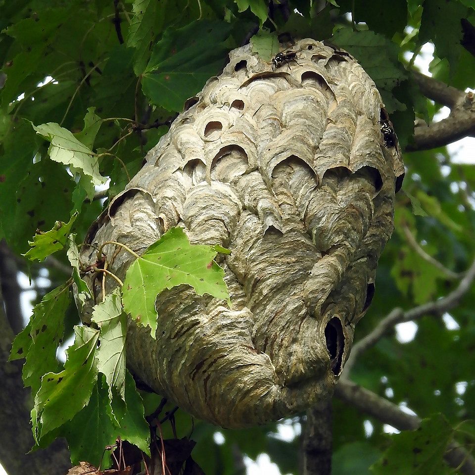 Bald-faced hornet nest | Free Photo - rawpixel