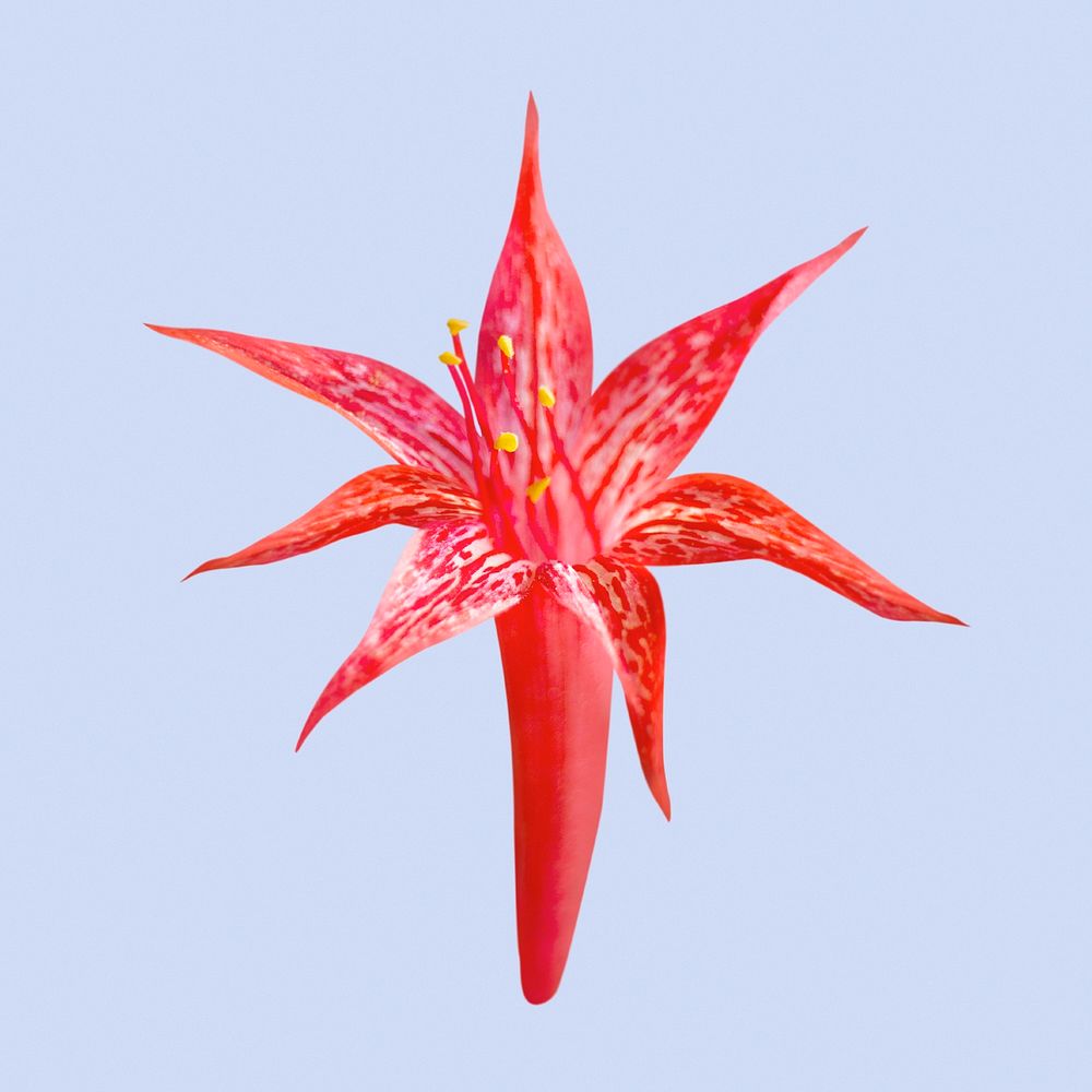 Red scarlet gilia flower clipart | Free Photo - rawpixel