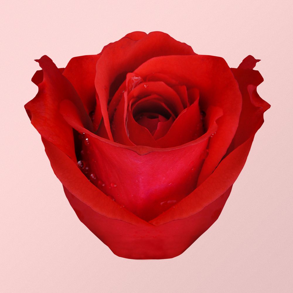 Red rose, flower collage element | Free PSD - rawpixel