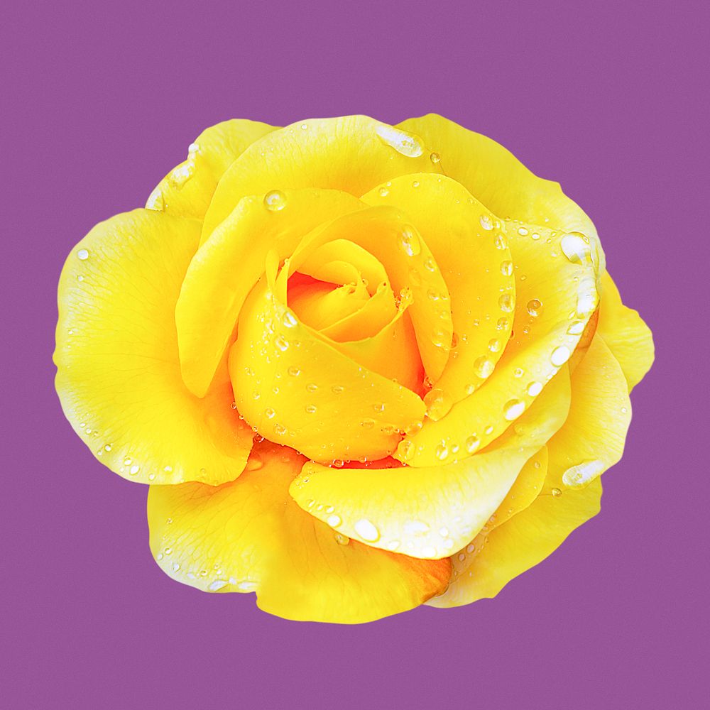 Wet yellow rose, flower collage | Premium PSD - rawpixel