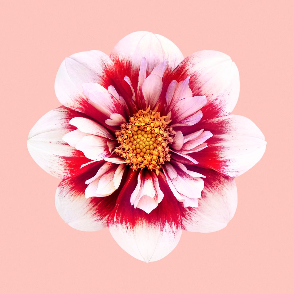 White collarette dahlia, flower collage | Free PSD - rawpixel