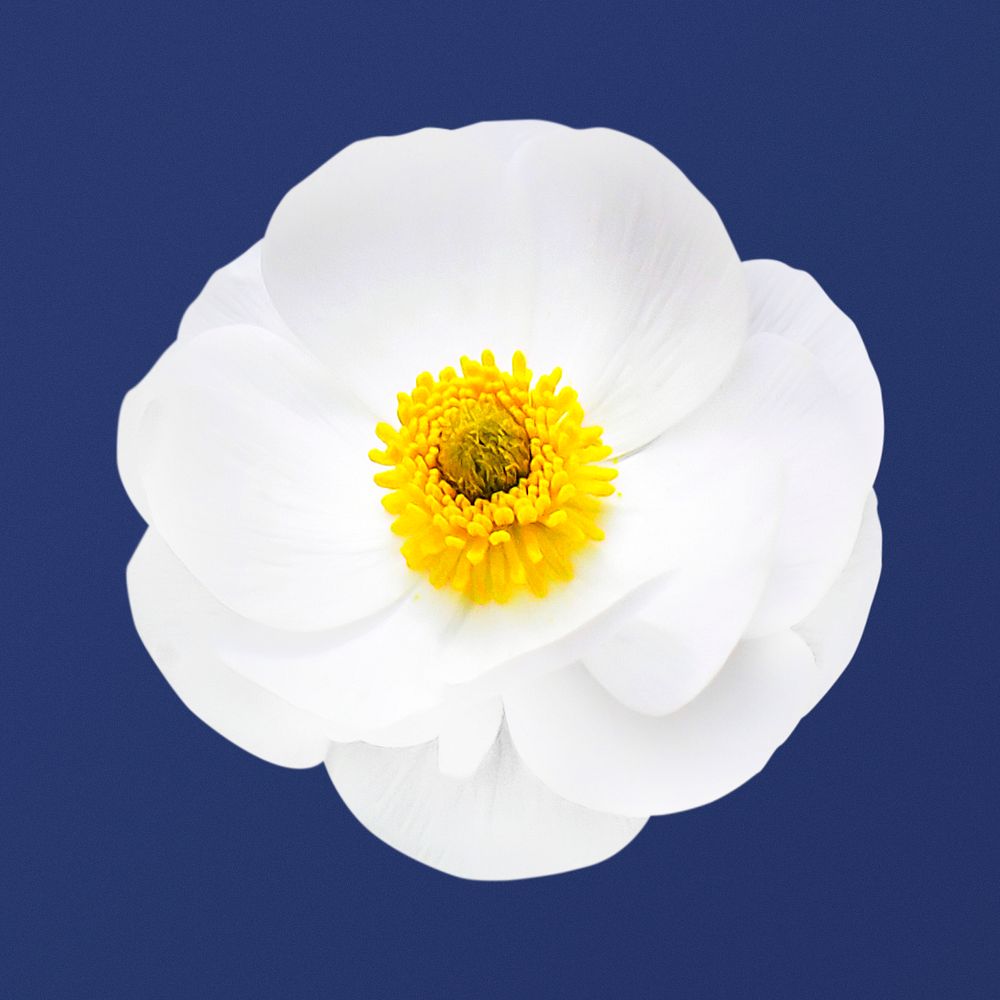 White mountain buttercup, flower collage | Premium PSD - rawpixel