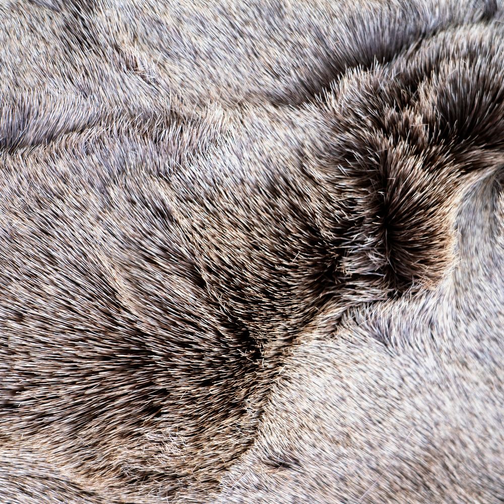 Animal fur texture, close background | Free Photo - rawpixel
