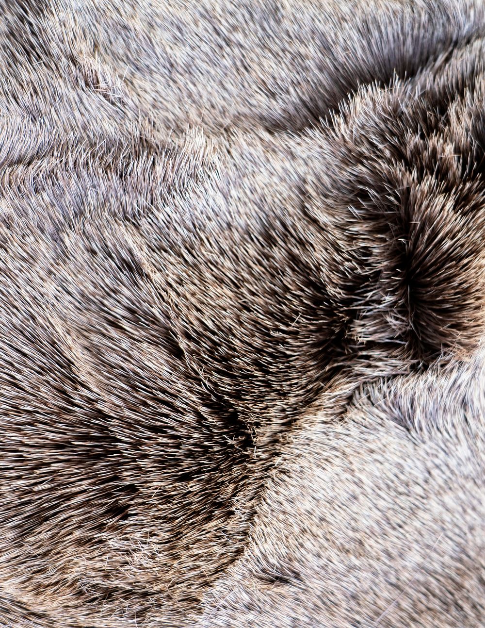 Fluffy animal fur texture, close | Free Photo - rawpixel