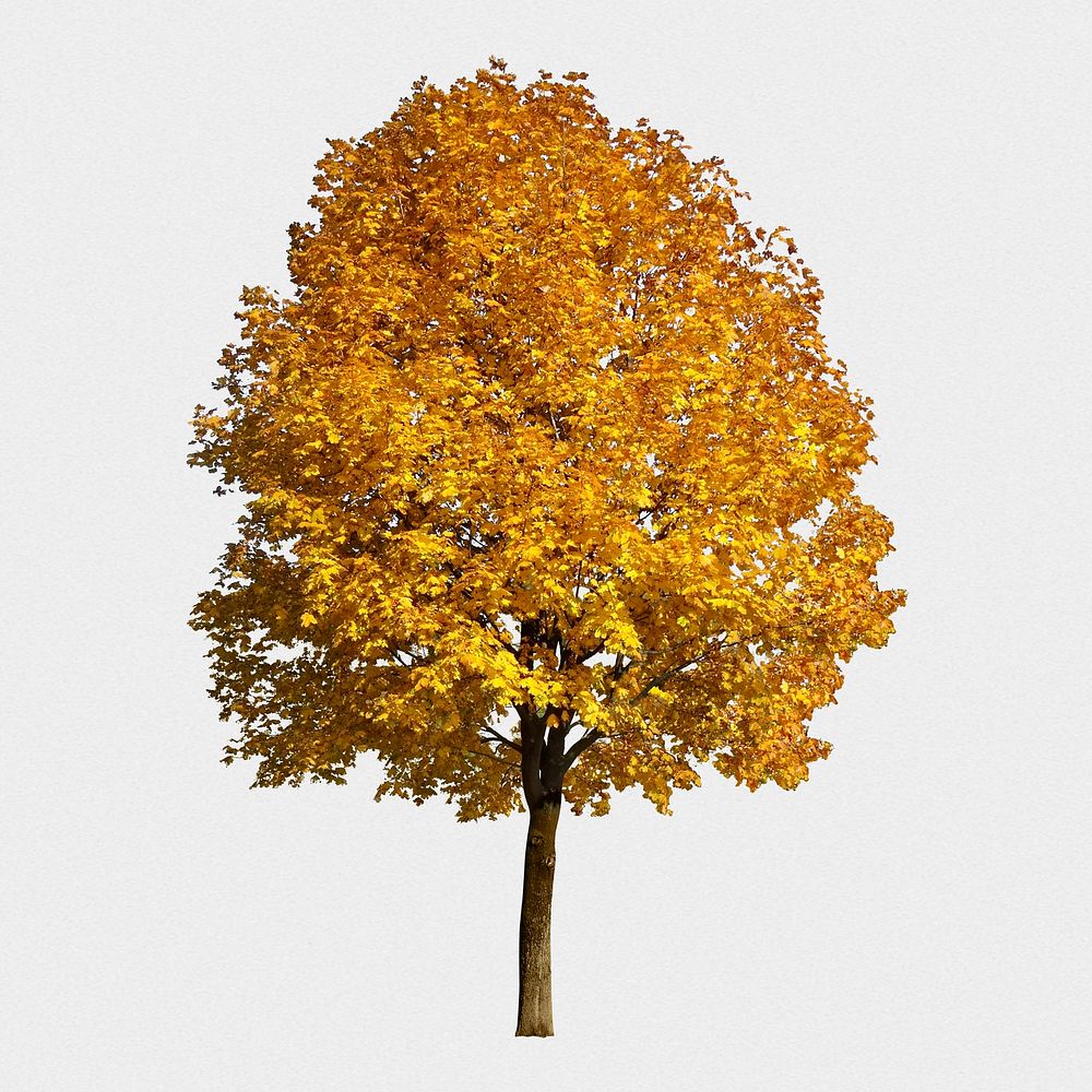 Autumn tree isolated white, nature | Free PSD - rawpixel