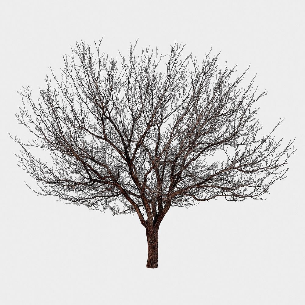 Leafless tree isolated on white, | Free PSD - rawpixel