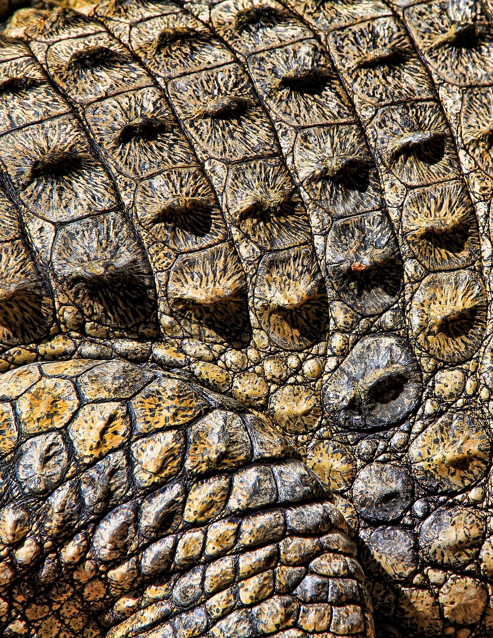 Crocodile skin texture, close up wildlife | Free Photo - rawpixel