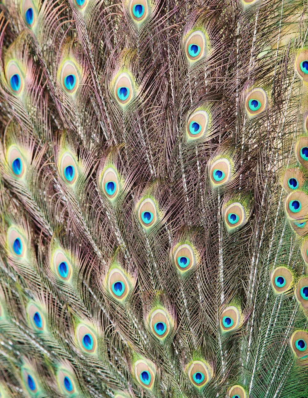 Peacock feather pattern, bird wings | Free Photo - rawpixel