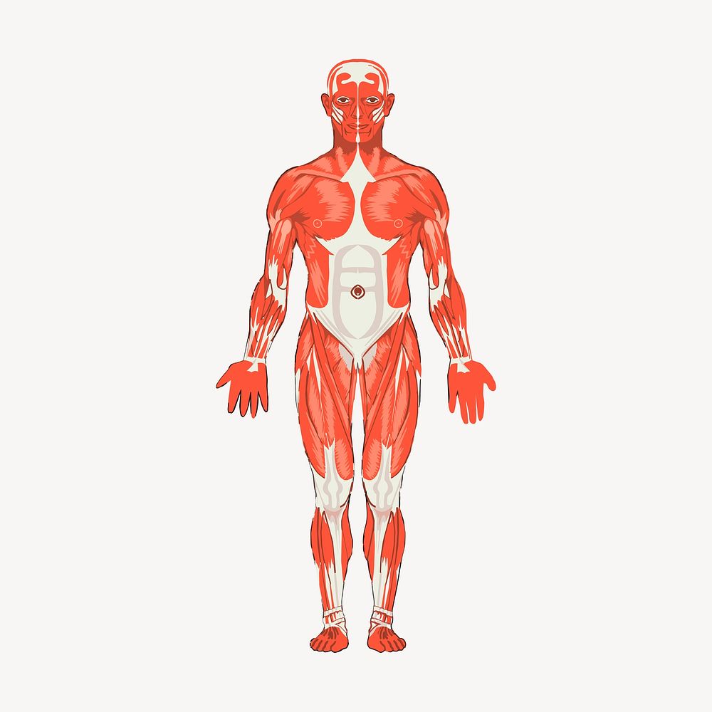 Human body anatomy clipart, vintage | Free Vector - rawpixel