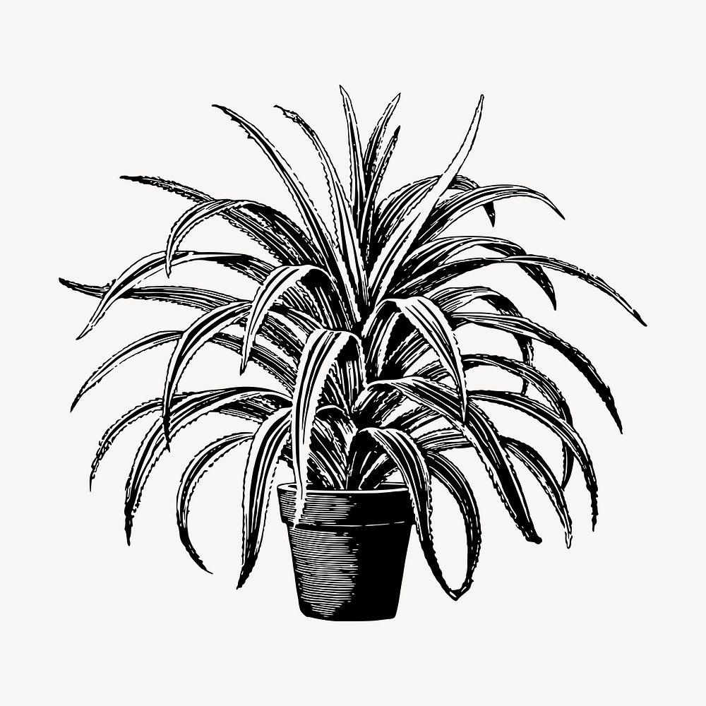 Pandanus plant clipart, vintage illustration | Free Vector - rawpixel