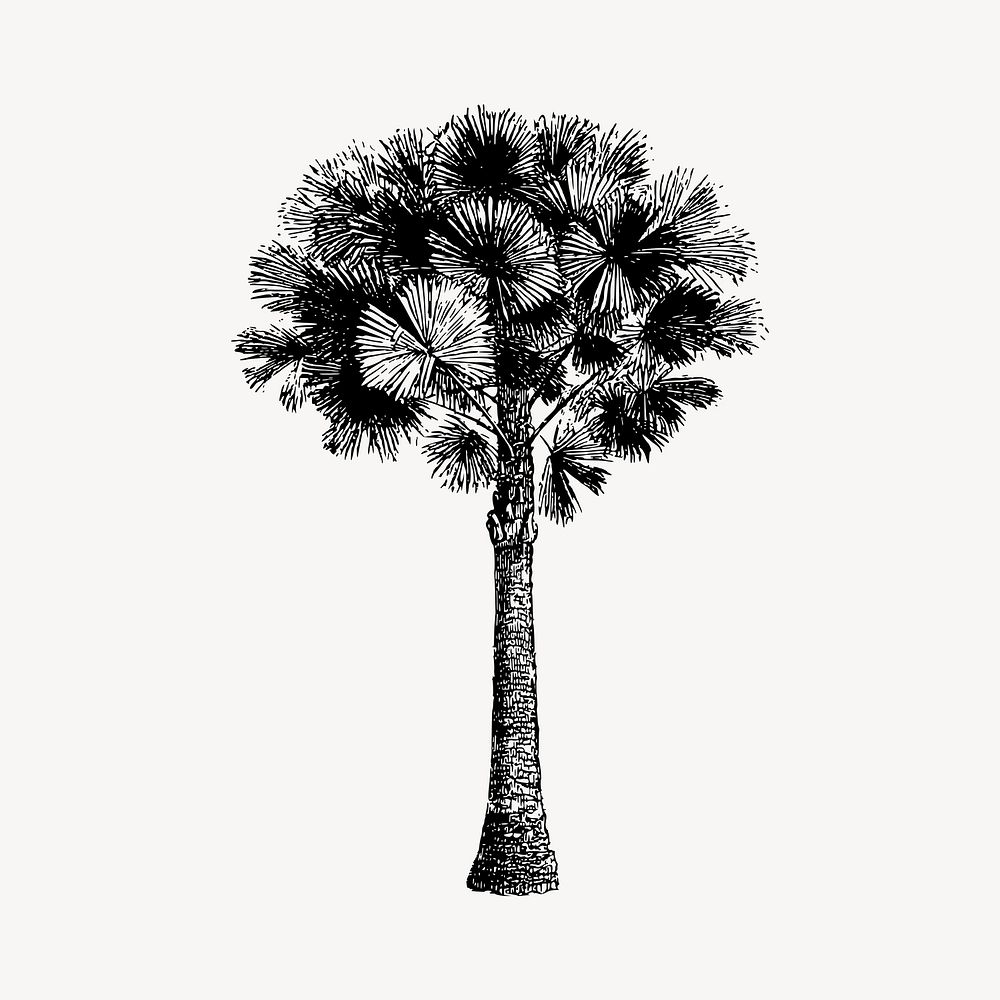Australian pine tree drawing, vintage | Free Vector - rawpixel