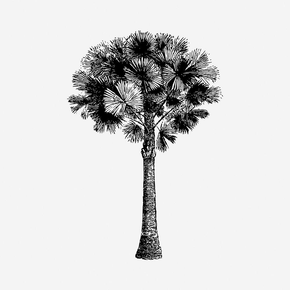 Australian pine tree drawing, vintage | Free Photo Illustration - rawpixel