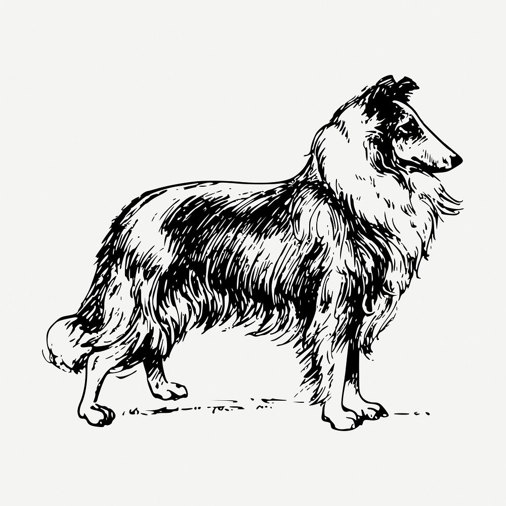 Collie dog drawing, hand drawn | Free PSD - rawpixel