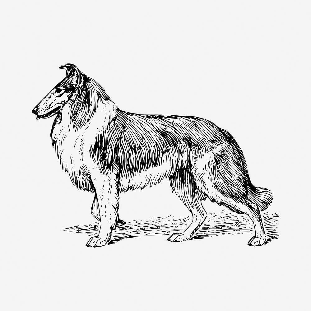Collie dog drawing, hand drawn | Free PSD - rawpixel