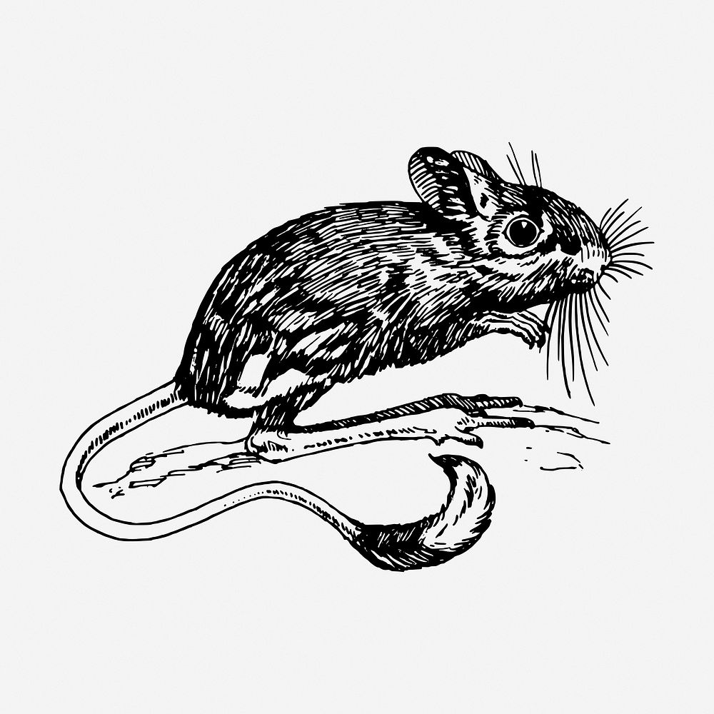 Wild rat hand drawn illustration. | Free Photo - rawpixel
