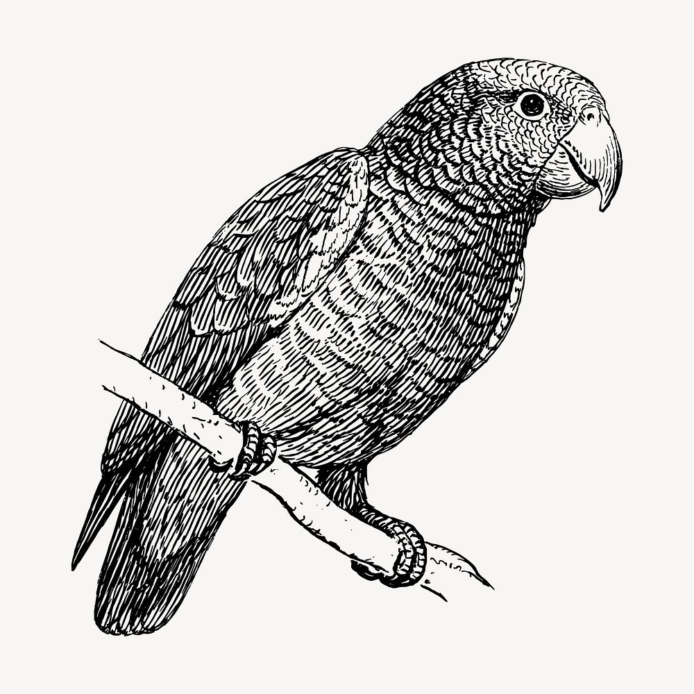 Parrot drawing, vintage bird illustration | Free Vector - rawpixel