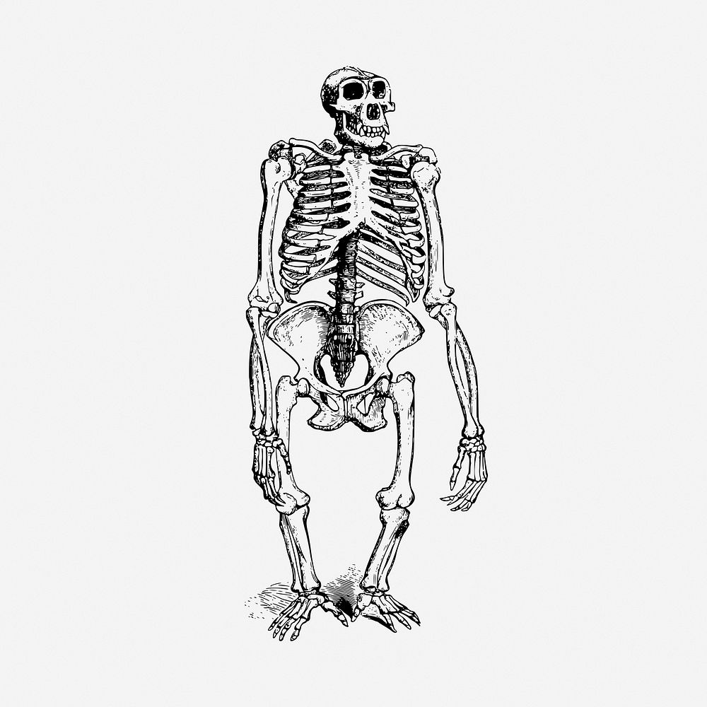 Skeleton drawing, Halloween vintage illustration. | Free Photo - rawpixel