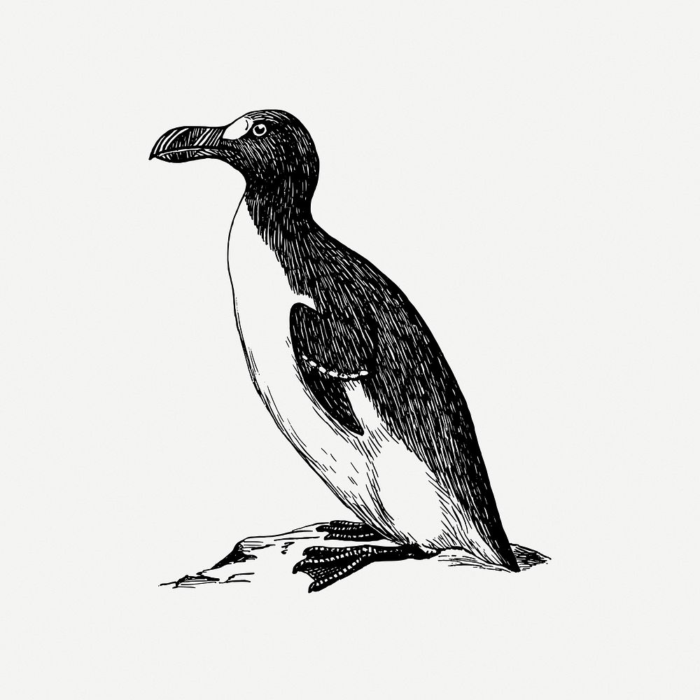 Great auk drawing, extinct animal | Free PSD - rawpixel
