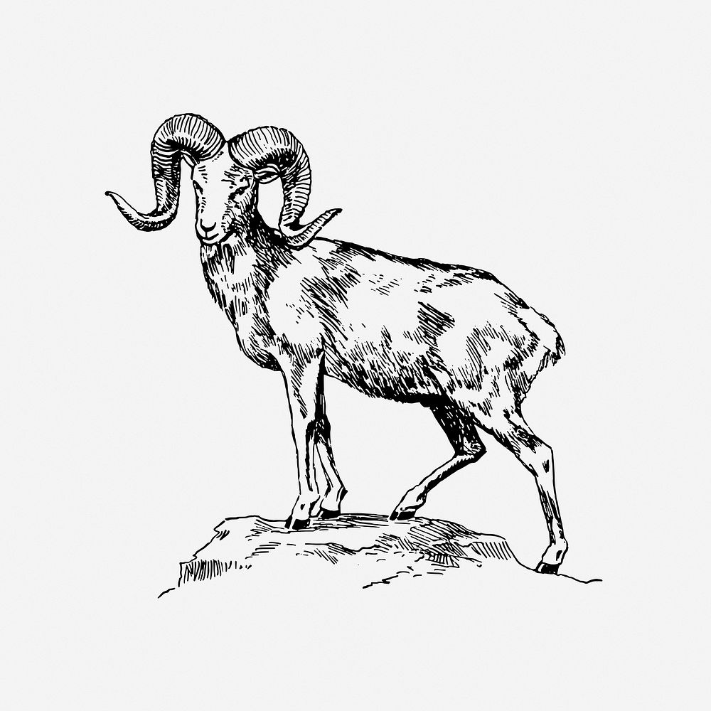 Argali drawing, wild sheep, animal | Free Photo Illustration - rawpixel