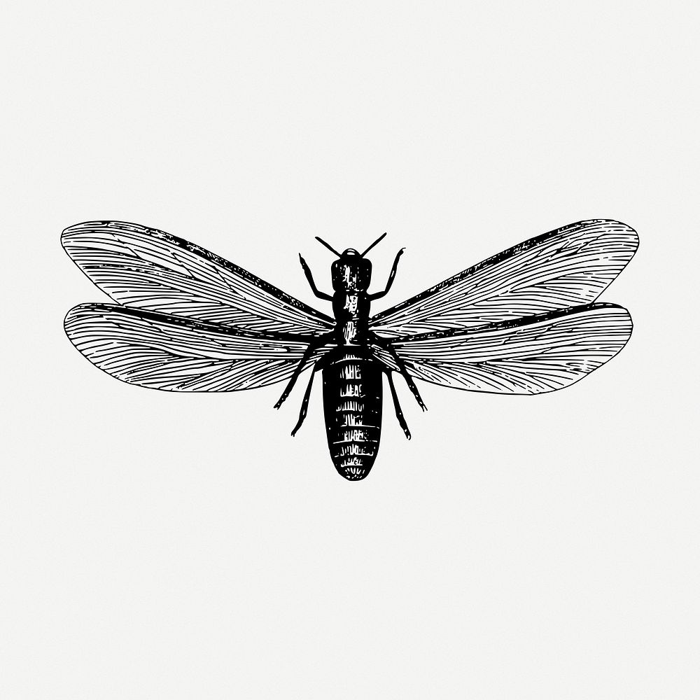 Termite drawing, insect vintage illustration | Free PSD - rawpixel