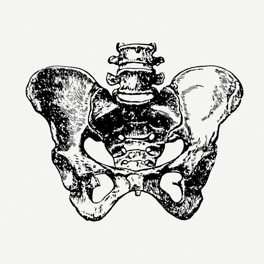 Human pelvic bone drawing, medical | Free PSD - rawpixel