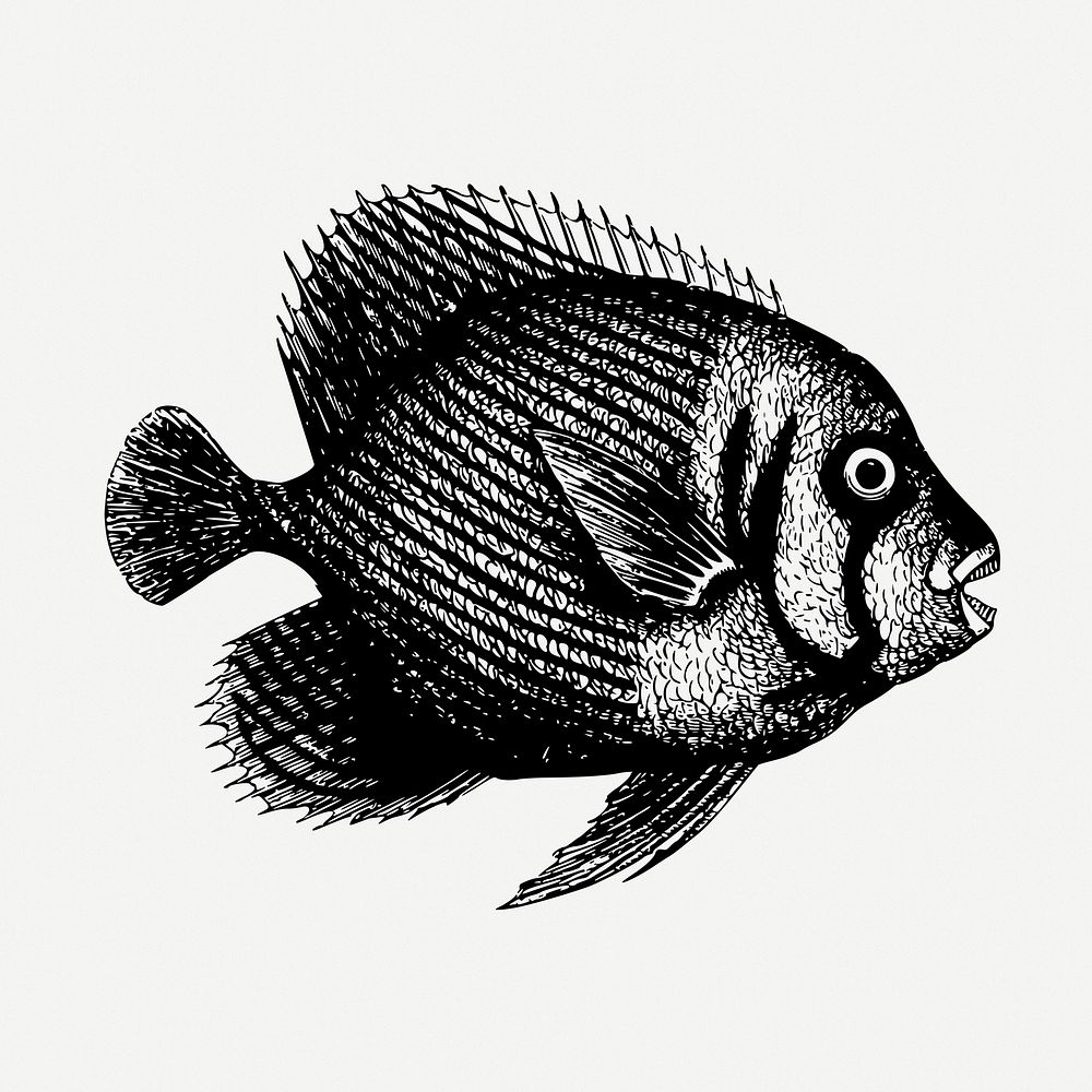 Fish drawing, sea animal vintage | Free PSD - rawpixel