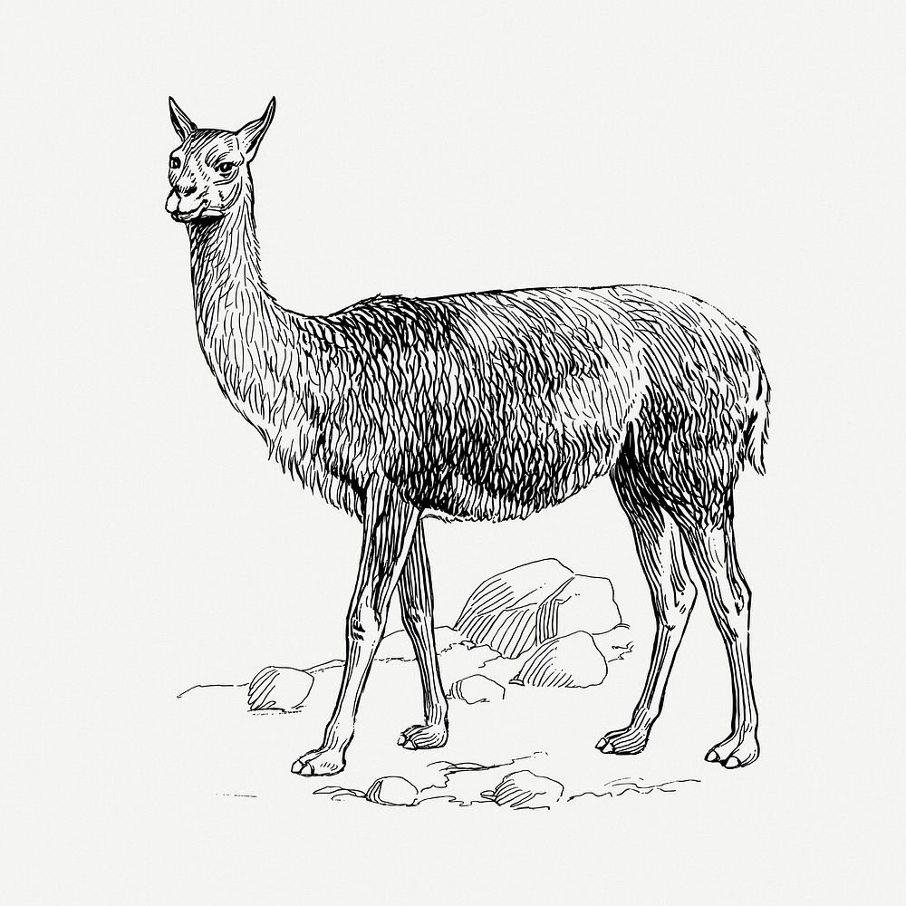 Vicuna drawing, wildlife vintage illustration | Free PSD - rawpixel