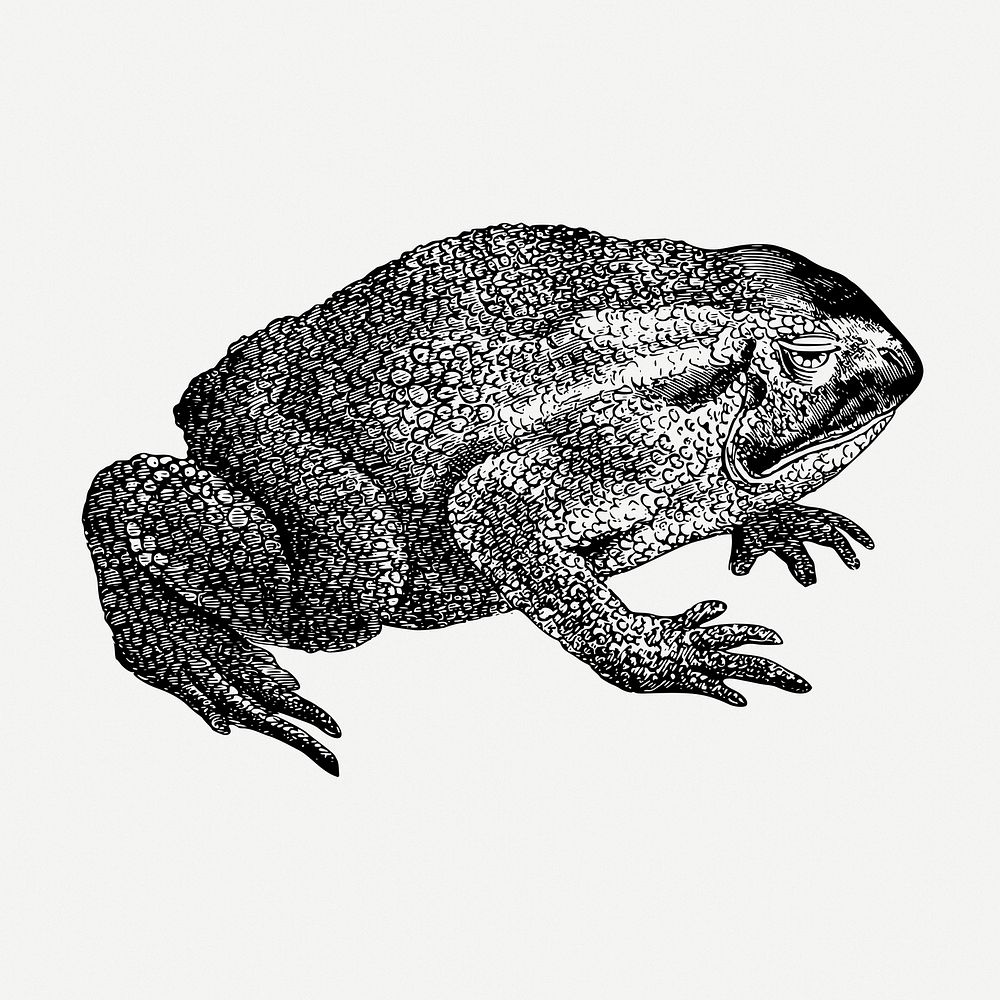 Toad drawing, animal vintage illustration | Free PSD - rawpixel