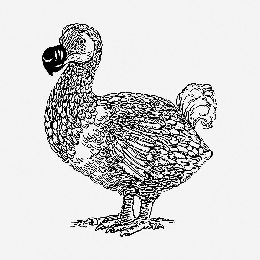 Dodo bird drawing, vintage wildlife | Free Photo - rawpixel