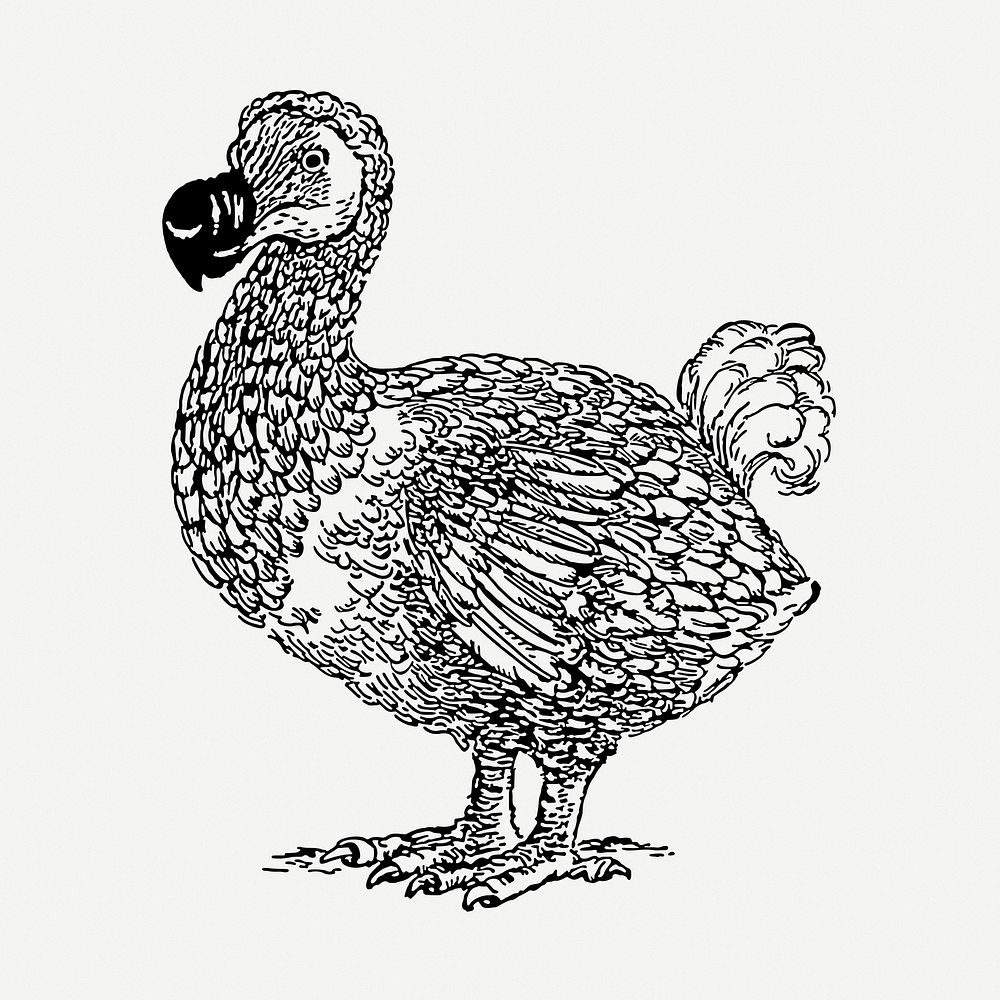 Dodo bird drawing, wildlife vintage | Free PSD - rawpixel